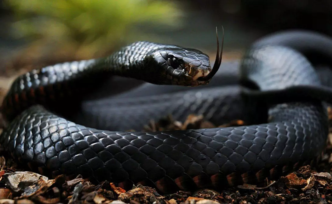 Black Mamba Litsebi tse ling tse khahlisehang ka lerato li bitsa mamba e ntšo "Lefu le Tsoaloeng." Noha e tsejoa ka boits'oaro bo tšabehang, chefo e bolaeang ebile e rata ho hlasela ka bolotsana, ntle le ho qholotsoa hanyane ke motho.