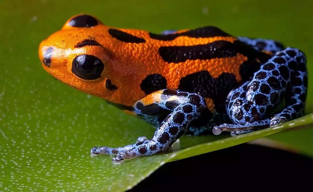 Pointing frog Any fan of psi-trance can envy the appearance of a poison dart frog. The psychedelic coloring of her skin warns other animals not to touch me. The amount of poison that fits on the head of a pin can easily stop a human heart - and to get such a dose, you just need to lightly touch the tree frog.