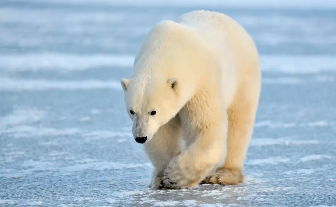 Ariu polar Ndryshe nga shumica e kafshëve, ariu polar nuk ka frikë nga njerëzit. Në fakt, ai nuk ka frikë nga asgjë fare: ariu polar nuk ka armik natyror. Këta djem bredhin me ngadalë në fushat e tyre të akullta dhe hanë gjithçka që gjejnë ushqyese, përfshirë arinjtë e tjerë polarë.