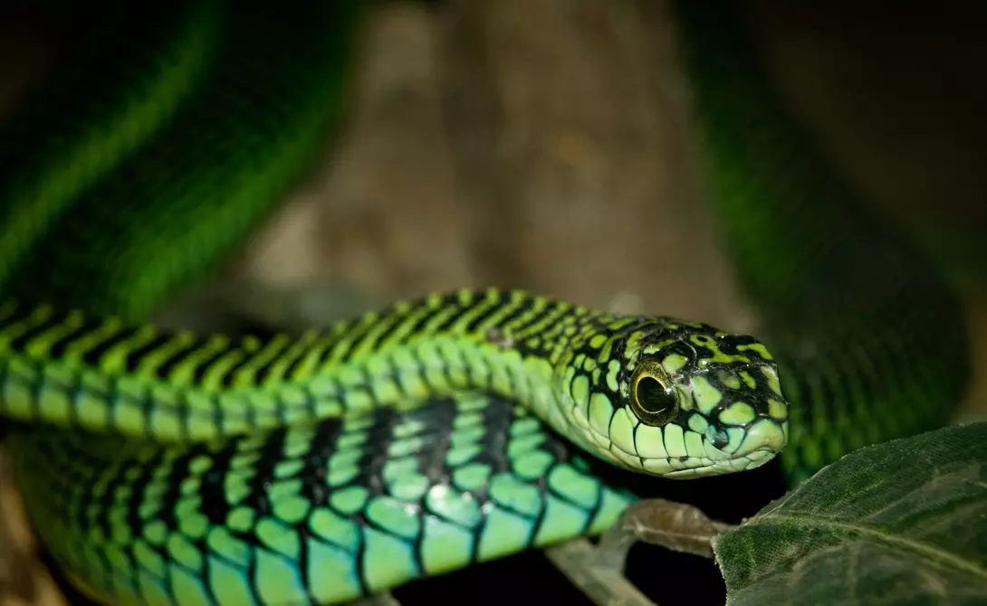 Boomslang Boomslangs are relatively shy snakes that rarely attack humans. However, there are such precedents. Boomslang venom contains a hemotoxin that prevents blood clotting, meaning the victim bleeds from every pore of the body until death.