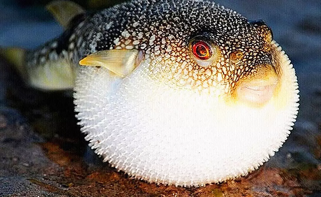 Puffer fish Litlhapi li nkuoa e le se seng sa libopuoa tse chefo ka ho fetesisa lefatšeng. Leha ho le joalo, Majapane a nang le tjantjello a nka fugu e le sejo se setle haholo. Chefo ea Fugu e holofatsa sefahleho mme motho o shoa feela ke ho bipetsana - phoso e le 'ngoe ea moapehi e ka u jella bophelo.