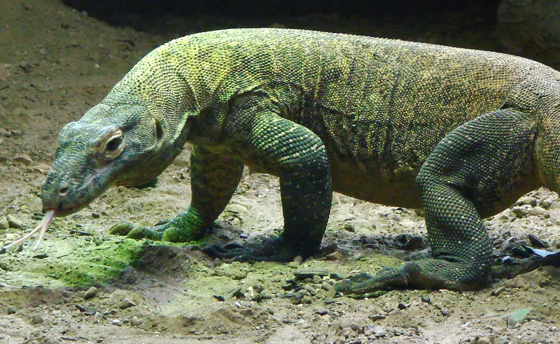 Komodo Monitor A jegesmedvékhez hasonlóan a Komodo sem nagyon válogatós az ételekben. Megeszik, amit találnak: madarakat, öntözőlyuknál fogott bivalyt, véletlenszerű embert ...