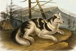 Loyal friend: extinct dog breeds