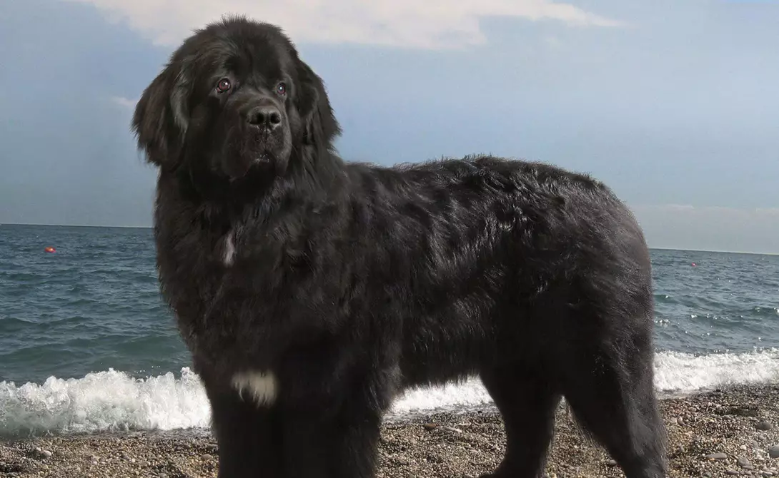 Moskova dalgıç Kızıl Ordu da üreme ile uğraştı: İkinci Dünya Savaşı'ndan sonra uzmanlar, sudaki kurtarma operasyonlarına katılabilecek özel bir köpek cinsi yetiştirdi. Ancak köpeğin böyle bir hayır görevi için fazla agresif olduğu ortaya çıktı. Moskova dalgıçları boğulan denizcilere zorlanmadan yüzdüler, ancak görünüşe göre, şeytan, tanıdık olmayan bir amca için onları nerede o kadar sinirlendirdiğini biliyor ki, kurban genellikle kurtarıcıdan kaçmak zorunda kaldı.