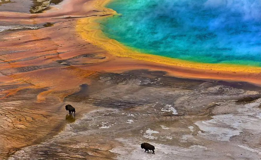 Bison wrth dwll dyfrio yn mynd heibio i'r Gwanwyn Prismatig Mawr ym Mharc Cenedlaethol Yellowstone, Wyoming.