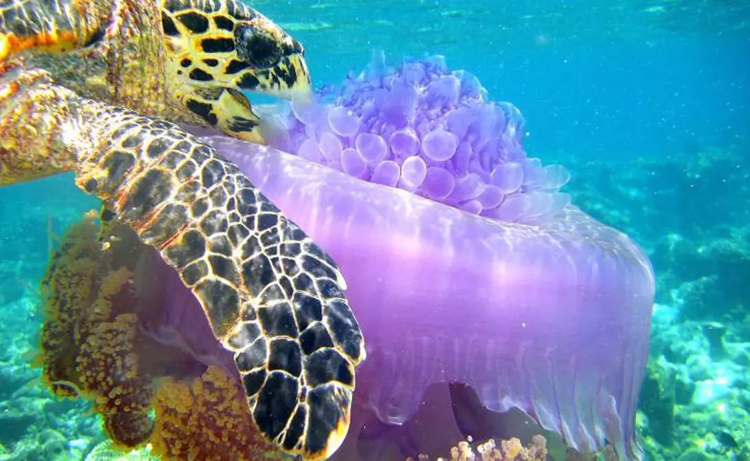 Kunkuru na cin jellyfish a cikin Maldives.