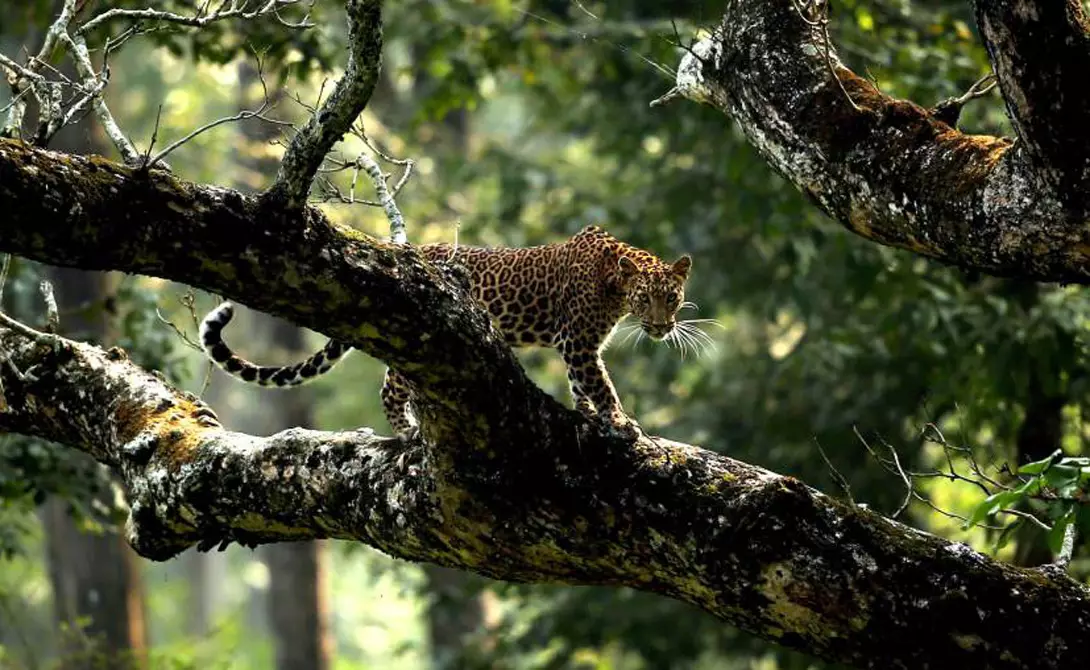 Llewpard yn ei gynefin naturiol, Karnataka, India.