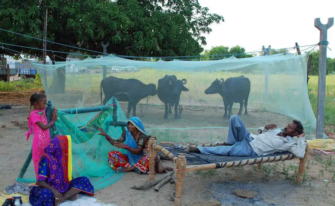 Mkulima analinda familia yake na wanyama kutoka kwa mbu huko Gujarat, India.