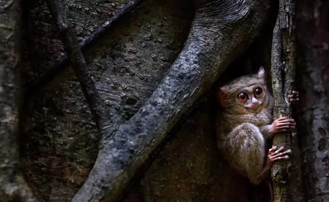 Tarsier a mazauninsa na halitta. Sulawesi, Indonesia.