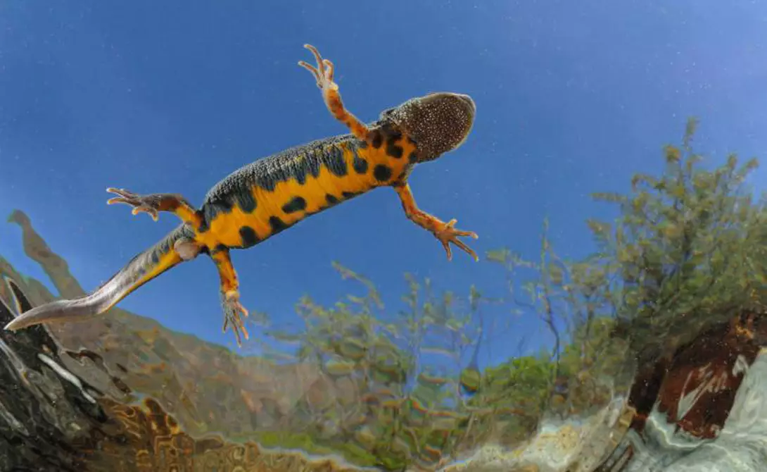 Crested Newt a Italiantalî li ser avê dimeşe. Piemonte, Italytalya.