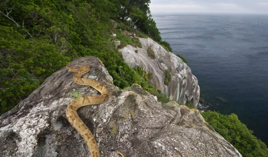 Snake Island Brazil Two hundred kilometers separate the golden beaches of São Paulo from a terrible place: the concentration of vipers on Queimada Grande is considered the highest in the world.