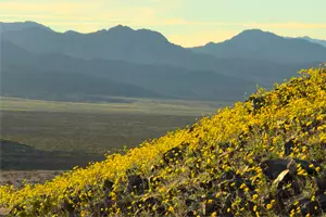 Ang Death Valley Talagsa nga Bloom