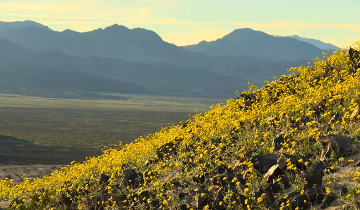 Tusinder af blomster har blomstret i denne måned, og forvandlet Death Valley til en sand botanisk have.