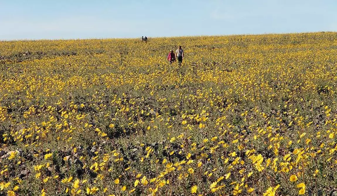 Dan huwa avveniment tal-għaġeb, iżda l-gwardjani tal-Park Nazzjonali jistgħu jagħtuh l-ispjegazzjoni tagħhom stess. Pjanti indiġeni jqattgħu l-biċċa l-kbira tal-ħin tagħhom b'żerriegħa rieqda f'dawn l-artijiet għerja.