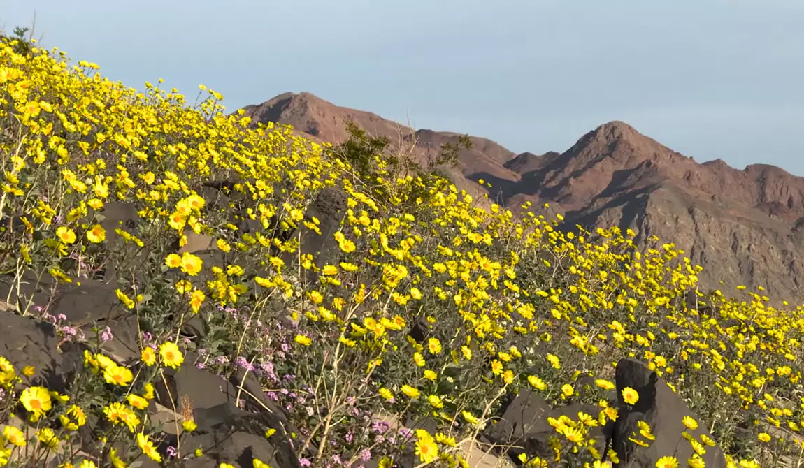 I år kom blomsterne fra orkanen El Niño. I oktober sidste år faldt der op til 3 centimeter nedbør i dalen, som er tæt på det, der falder her året rundt. Denne forholdsvis lille mængde nedbør var nok til at forårsage en kæmpe vækst af lokale blomster.