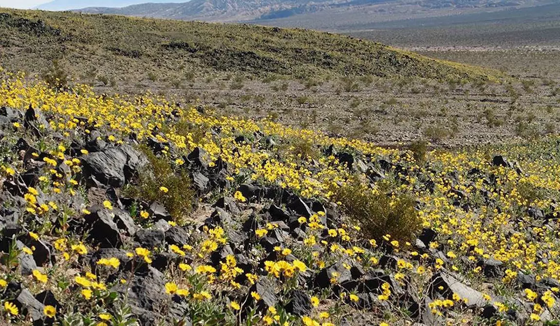 Piraniya nebatan verbena û Notchleaf Phacelia ne, ku dikarin di vê avhewa reş de bijîn.