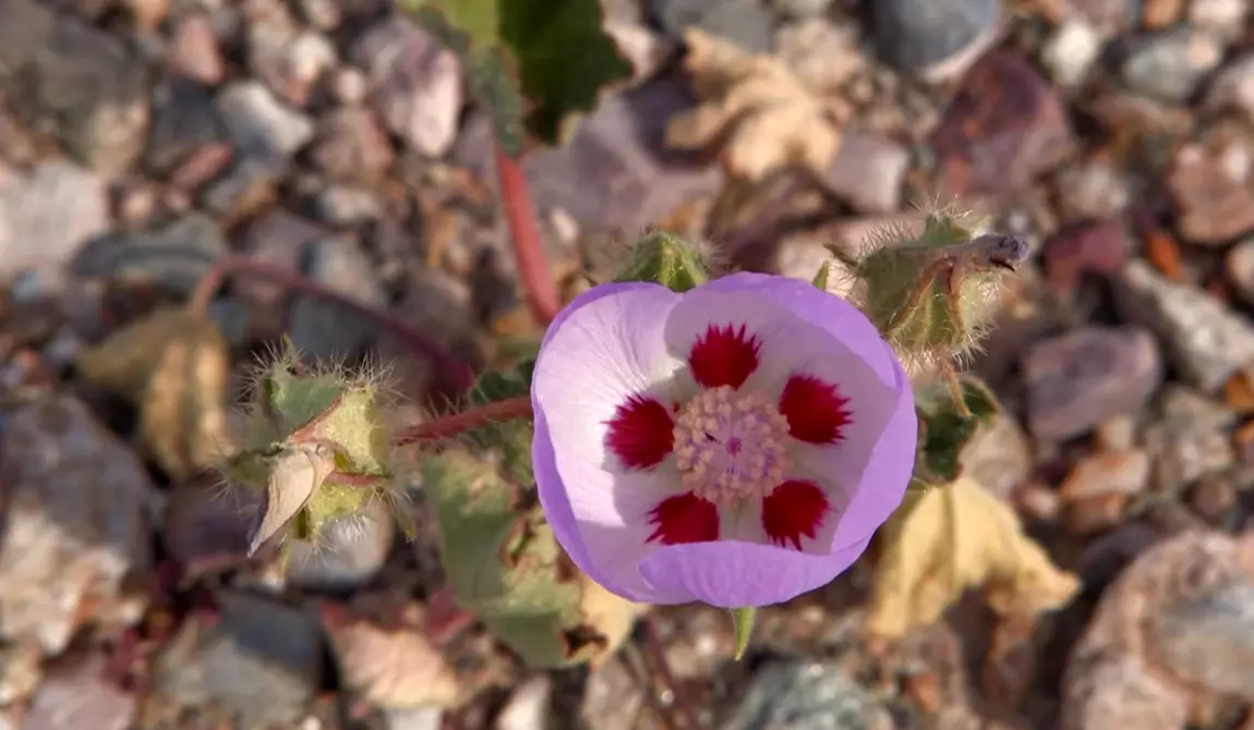 Dawn il-fjuri mhux tas-soltu huma kkunsidrati bħala karatteristika distintiva ta 'Death Valley.