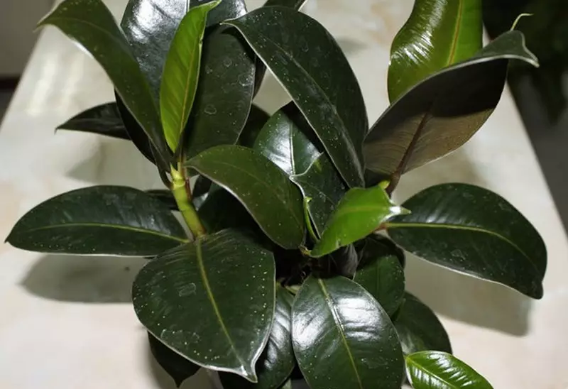 Roba Ficus Ni imunadoko ṣe afẹfẹ lati inu erogba monoxide, formaldehyde, trichlorethylene ati awọn oludoti ipalara miiran ti a rii nigbagbogbo ni awọn yara pipade. Ni Ayurveda, ọgbin yii tun lo lati mu agbara yara naa dara si.