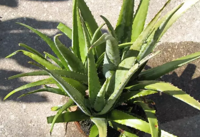 Aloe Vera L-impjant jista 'jiffiltra bosta sustanzi li jniġġsu l-arja, inkluż formaldehyde u benzene. Barra minn hekk, inaqqas il-kontenut ta 'protożoa fl-arja.