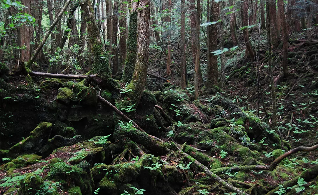 Coedwig Aokigahara Japan Mae pobl yn dod i farw o dan fwâu tywyll y goedwig hon - er 1950, mae sawl mil o bobl eisoes wedi cyflawni hunanladdiad yma. Ni all unrhyw un esbonio'r traddodiad ofnadwy hwn, nad yw ar frys i gilio i'r gorffennol. Mae bwrdeistref y ddinas agosaf wedi gosod camerâu teledu cylch cyfyng yma, mae coedwig Aokigahara yn cael ei chribo’n gyson gan unedau heddlu arbennig, ac mae pobl yn parhau i farw. Ar gyrion y Goedwig Hunanladdiad, mae hysbysebion gyda rhifau ffôn o gymorth seicolegol yn cael eu postio - ond pwy stopiodd pryd.