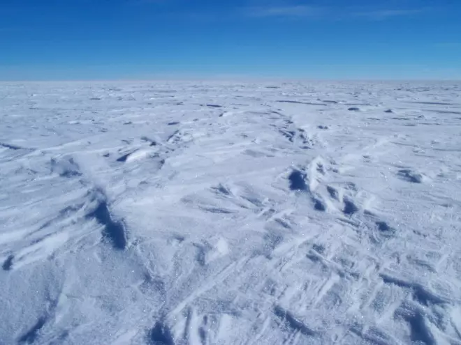 Los restos de un organismo previamente desconocido para la ciencia fueron encontrados en el hielo antártico.