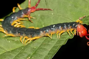 Scolopendra: gure etxeetan bizi diren hiltzaile arrotzak