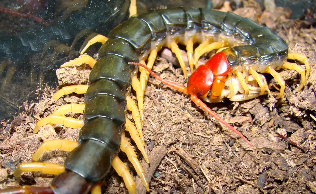 Scolopendra não tem medo de humanos. Mas ele adora entrar em casas e apartamentos. Os fãs de camping selvagem com uma barraca também podem encontrar um amigo de muitas pernas a qualquer momento: algumas espécies podem causar problemas apenas por atropelar sua pele.