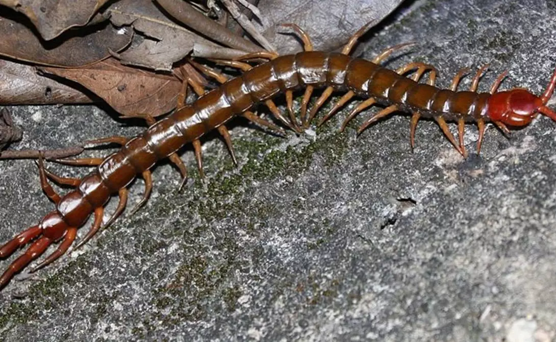 A rigor, a escolopendra não pode ser chamada de espécie agressiva. Eles não atacam as pessoas - a menos que você decida controlá-los. Mas muitas subespécies são extremamente tóxicas: se você acidentalmente esmagar uma centopéia cega à noite em um quarto apertado, pode simplesmente não acordar de manhã.