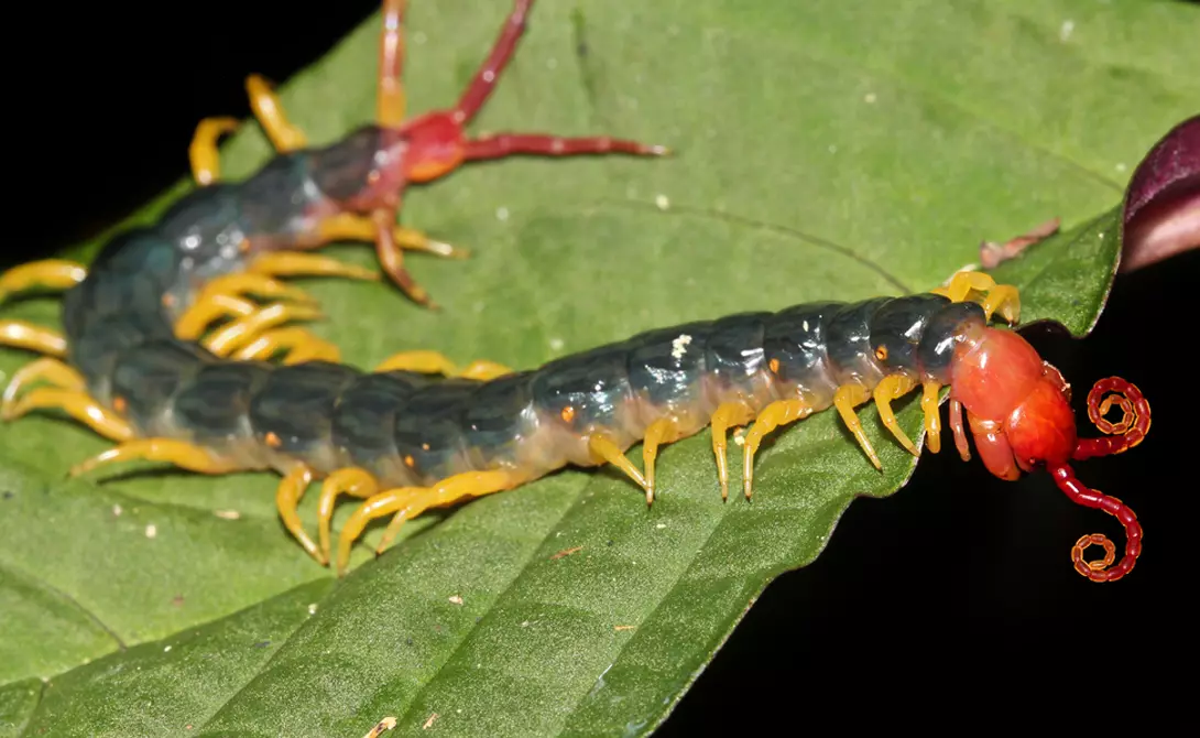 Scolopendra prefere ficar no subsolo, porque simplesmente não tem nenhuma proteção do ambiente externo. Uma vez ao ar livre, a escolopendra começa a perder umidade lentamente e pode morrer de desidratação.