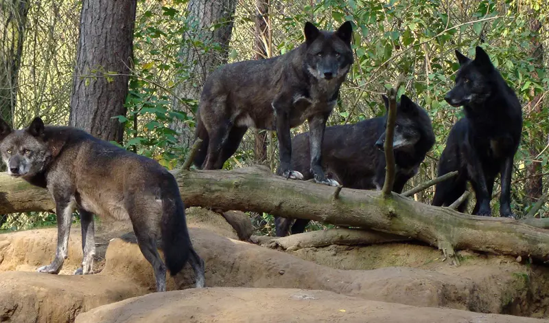 Cara a cara Tente não virar as costas para os lobos. São animais inteligentes acostumados a certos tipos de caça. Vários membros da matilha irão distrair sua atenção atacando pela frente, enquanto outros virão pelos flancos. Vire as costas e a aventura termina.