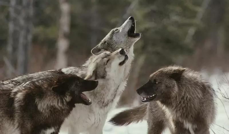 O tamanho importa Tente mostrar aos animais que eles estão brincando com a presa errada. As coisas selvagens reagem ao tamanho: tire a camisa ou a jaqueta, levante-a sobre a cabeça. Existe a possibilidade de os lobos recuarem na frente de um inimigo superior.