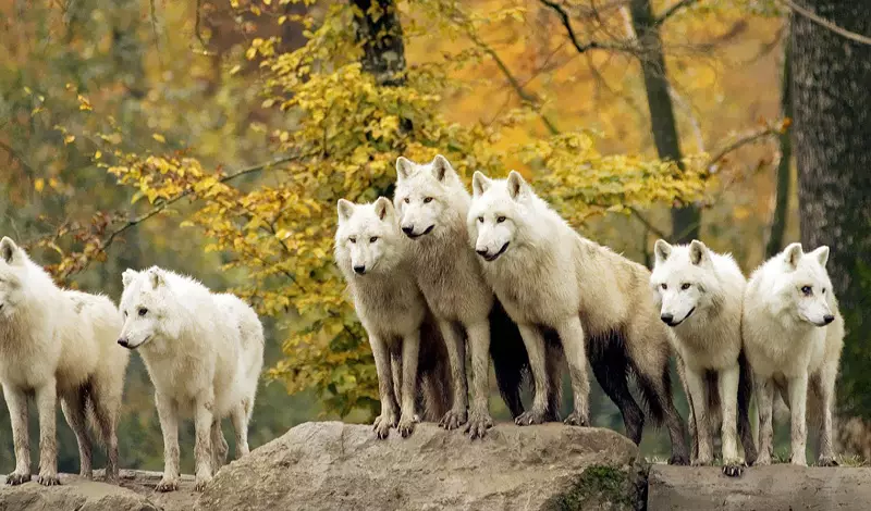 Grite e ataque novamente: Não mostre seu medo. Grite com os animais, não tenha medo de provocá-los - os lobos já vão te atacar. Tente apanhar algumas pedras, apenas faça-o rapidamente para não cair na tentação de atacar a vítima, que de repente diminui de tamanho. Atire pedras, tentando acertar os focinhos - isso vai mostrar aos animais a sua determinação.