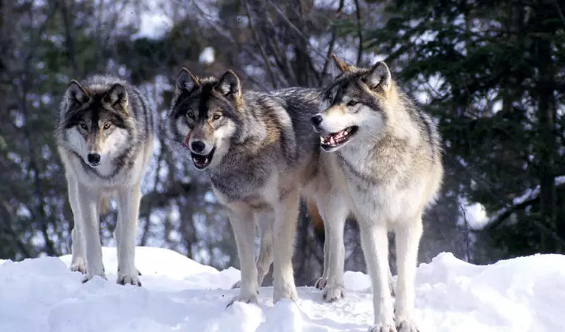 Recuo pensativo Afaste-se dos agressores sem virar as costas. Se você puder fugir dos lobos para uma zona segura, ótimo. Tenha cuidado para não tropeçar. Se essa zona não existir nas proximidades, tente encontrar algo que proteja suas costas. Cerca de madeira. Você precisa subir em uma árvore apenas como último recurso, é melhor, no entanto, afugentar os lobos. A matilha está claramente se preparando para atacar? Ok, suba na árvore, mas esteja preparado para sentar lá por muito tempo. Os lobos sabem esperar.