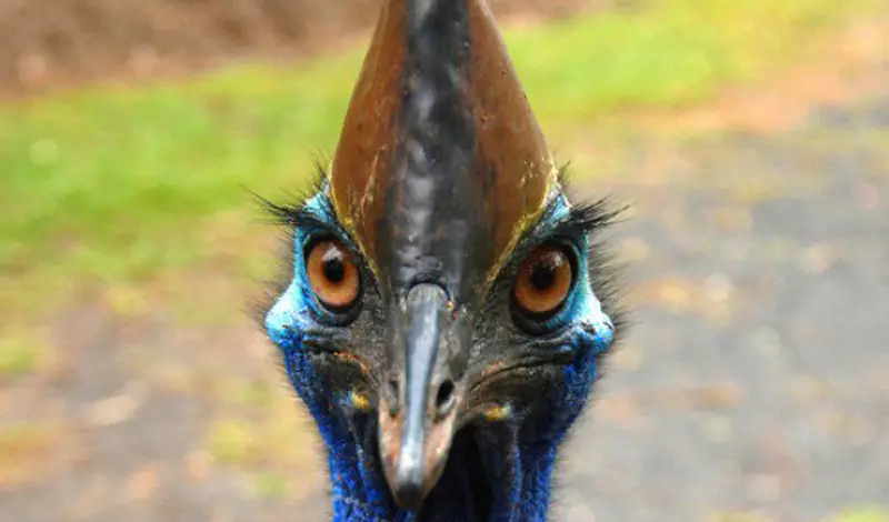 Attack of a cassowary Imagine, you suddenly meet a bird slowly emerging from the thickets, more like a modern replica of a dinosaur. She looks at you without stopping and - damn, maybe she should be fed? As if hearing these thoughts, the bird tilts its head to one side and you think that you simply have to throw something tasty to this handsome man. But, instead of standing still and waiting for handouts, the cassowary (meet the future dead - the cassowary, the cassowary is your victim) rushes towards you with the speed of a locomotive. Locomotive with claws. A couple of blows are guaranteed to break several main arteries and now, you are already quietly dying in a pool of your own blood, under the attentive gaze of this feathery Velociraptor.