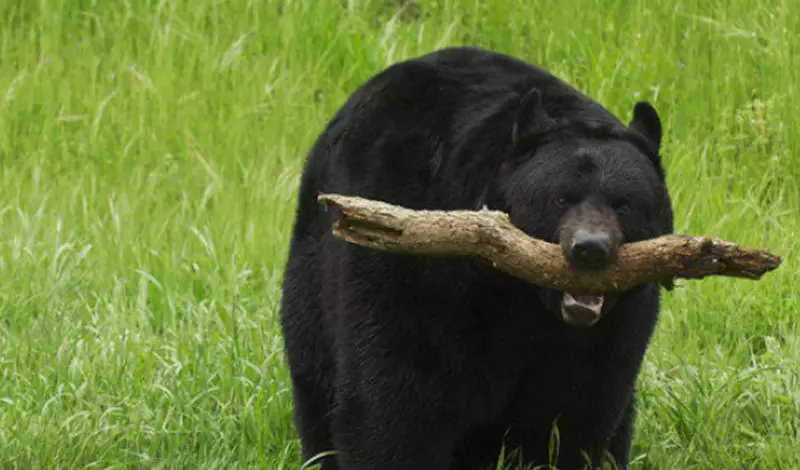 In bear moetsje Yn feite falle bearen selden minsken oan - mar it bart. It ûntkommen út in lilk en hongerich bist sil net wurkje: hy hat dúdlik mear krêft en behendigheid (d'r wie neat om safolle tiid foar de TV troch te bringen). De bear verpletteret jo ûnder him, reitsje genedeloos fan 'e hûd mei enoarme, kromme en stompe klauwen. Jo hawwe gelok as it skepsel riedt direkt yn 'e kiel te bite - in relatyf maklike dea. Oars kin it bist jo goed begjinne te iten, sûnder oandacht te jaan oan 'e gjalpen. En jo sille lang roppe!