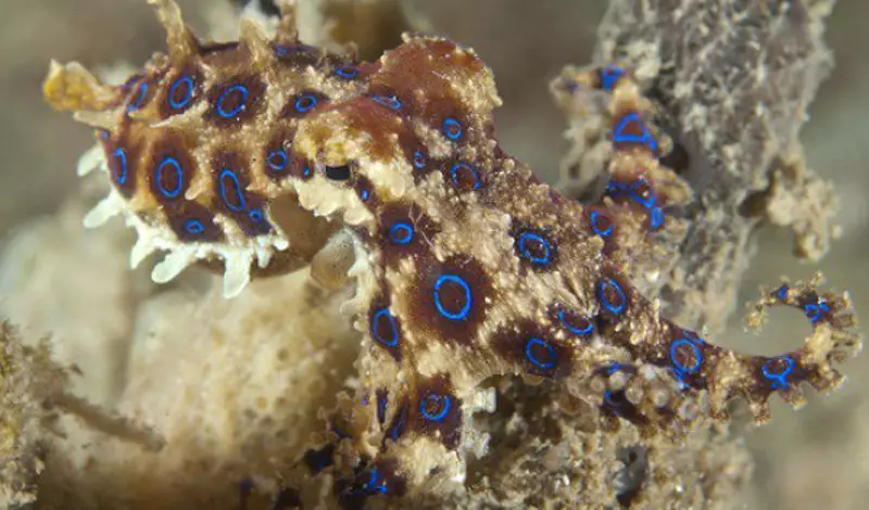 Swimme mei in octopus Jo beslute om dizze leuke, bluish octopus oan te reitsjen dy't jo yn 'e djipten moetsje. Ien oanrekking - en dan fernimme jo in lytse drip bloed op jo hân. Lokwinsken: de blau-omringde octopus, waans gif 1.000 kear gefaarliker is dan cyanide, hat jo krekt markearre. Yn 'e folgjende minuten droeget jo mûle op. Gesicht en tonge geane stom. De ambulânsedokters kinne net útfine wat der oan 'e hân is. Jo ferlieze kontrôle oer jo lichem, mar jo binne noch altyd bewust. It neurotoxine feroarsaket folsleine ferlamming, mar oant de spieren fan 'e kiel wurde beheind troch in fatale spasme, hawwe jo noch 15 minuten. Tink oan it ivige. Dêr is neat mear oer.