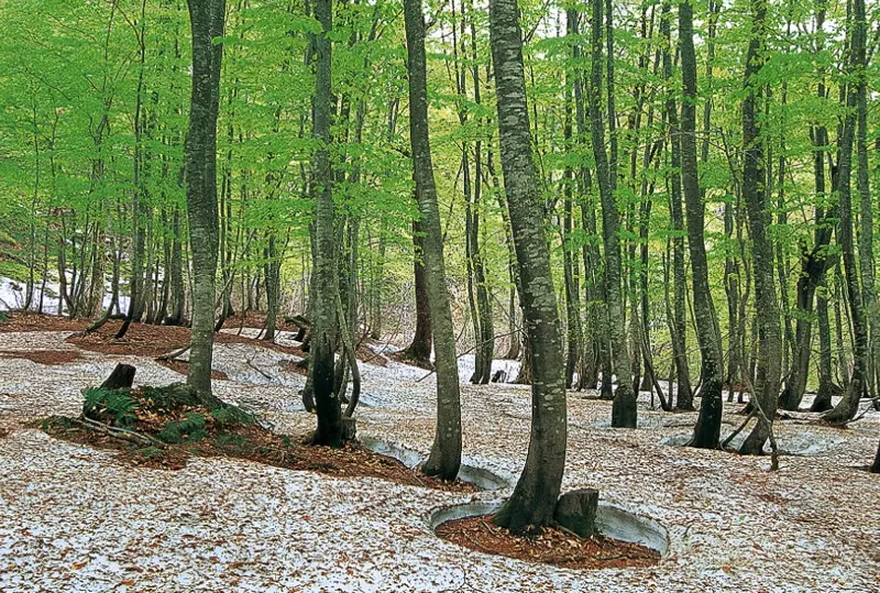 Shirakami-Sanchi, Japan Tsararren dutse mai nisan kilomita 1300. dake arewacin tsibirin Honshu na Japan. Maple, itacen al'ul da gandun daji na bishiyoyi suna girma a yankin ta, haka ma babban mahimmin gandun daji na beech a Gabashin Asiya. 169.7 murabba'in Km an ayyana yankin a matsayin Cibiyar Tarihin Duniya ta UNESCO.