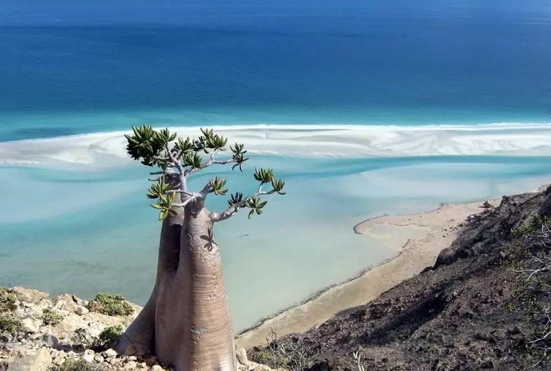 Socotra, Yemen Tsibiran tsibirai huɗu da duwatsu biyu a Tekun Indiya ana ɗaukarsu ɗaya daga cikin tsibiran tsibiran da ke keɓe na asali daga nahiyoyin duniya. A cewar daya daga cikin hasashen kimiyya, ta rabu da Afirka kimanin shekaru miliyan 6 da suka gabata. Dangane da warewar yanayin ƙasa da ilimin halittu da kuma yanayin yanayin yanayi, an ƙirƙiri flora da fauna na musamman waɗanda ke da babban ƙima a kan Socotra. Mafi shahararrun tsire-tsire na Socotra shine Dracaena cinnabar-red.