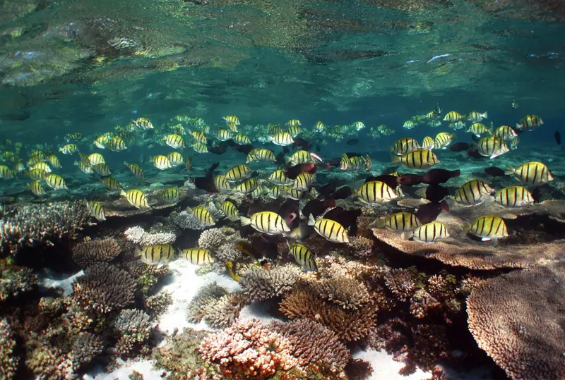 Ningaloo, Ostiraliya Coral reef a cikin Tekun Indiya kusa da arewa maso yammacin gabar tekun Ostiraliya ta kai tsawon kilomita 300. Ita ce kawai babban bakin teku da ke kusa da bakin tekun, a nisan mita 100 kawai zuwa kilomita 7. Yankin yankin da aka kare shine kadada 604,500 na yankin gabar teku da yankin ruwa.