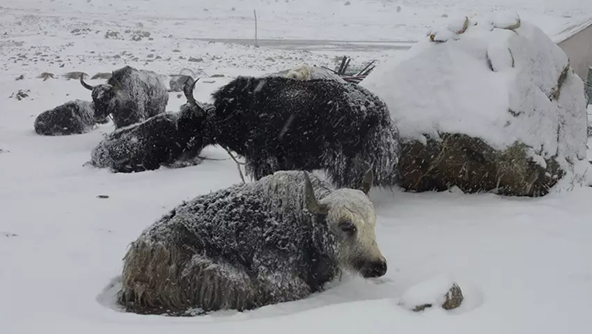 Lkhundse, Tibet 2008 - 182 centimeter snø Til tross for at Tibet er et sted hvor det er ganske kult på grunn av høyden, får det vanligvis ikke mye snø. Men 2008 var et unntak - lokalbefolkningen ble sjokkert da snøen ikke stoppet på 36 timer, og dekket noen områder med et snølag på opptil 180 centimeter tykt. Gjennomsnittlig dekktykkelse var 150 centimeter. Mange bygninger kunne ikke tåle et slikt snøtrykk, veiene fungerte ikke, og 7 mennesker døde. Mange måtte til og med slakte kjæledyrene sine for å spise.