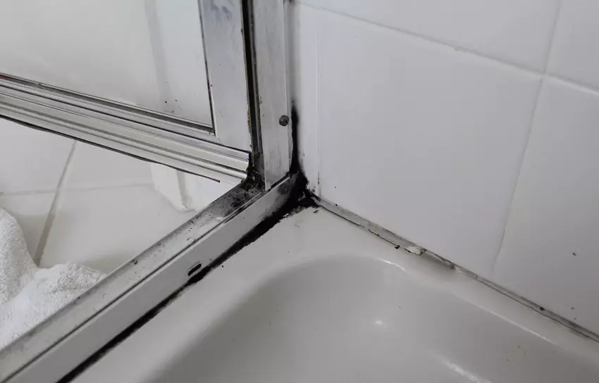 Fungus sa banyo Tungod sa taas nga kaumog ug dili igo nga bentilasyon, ang fungus usahay makita sa mga dingding sa banyo. Aron makuha kini, kinahanglan nga mamala ang nataptan nga lugar, pananglitan, sa usa ka hair dryer ug pagtratar ang nawong sa usa ka ahente nga antifungal. Kung gamay ra ang pokus sa pagkaylap sa fungus, mahimo’g magamit kini nga hydrogen peroxide. Gitambalan siya sa usa ka lugar ug gibiyaan sa 3-5 ka minuto, pagkahuman hugasan. Aron masulbad ang gahi nga mantsa, kinahanglan nimo ang usa ka espesyal nga ahente nga kontra sa fungus.