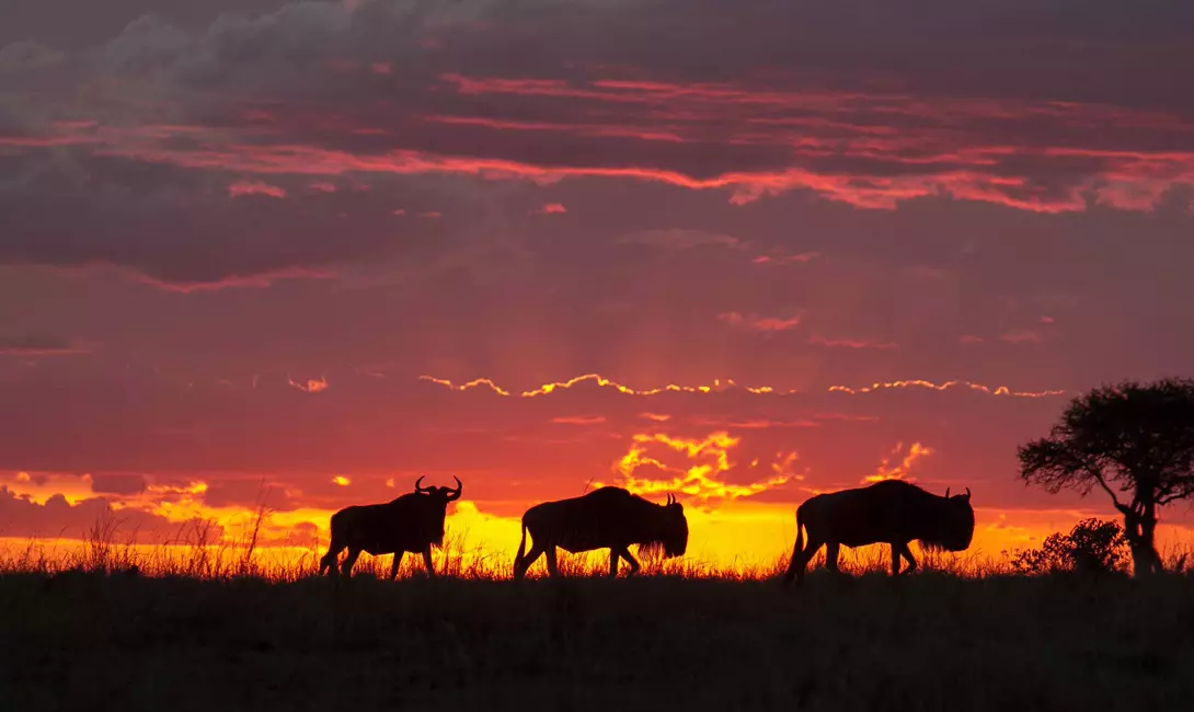 IMasai Mara Kenya Sikhethe iMasai Mara National Park, kodwa ngokunyanisekileyo, phantse nayiphi na enye ipaki eKenya, izaliswe zizilwanyana zasendle ezingafakwanga, iya kunika nelanga ngokunjalo.