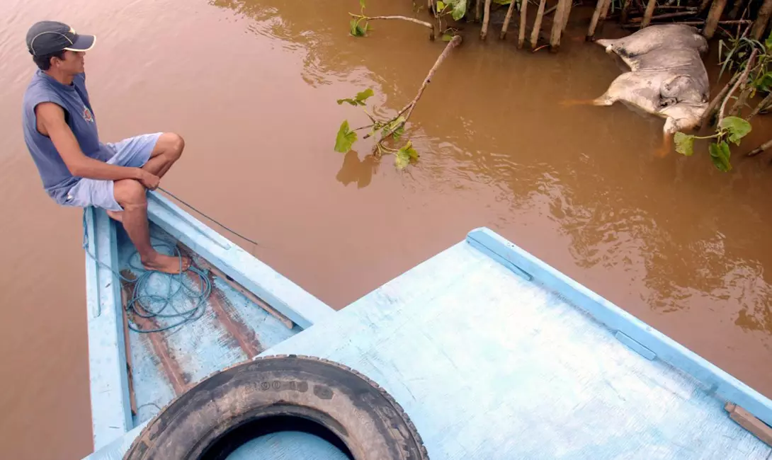 ഒരു ബ്രസീലിയൻ മത്സ്യത്തൊഴിലാളി പരൈബ നദിയുടെ തീരത്ത് ചത്ത കാളയെ നോക്കുന്നു. 2003 ഏപ്രിൽ 8 -ന് മിനാസ് ജെറൈസ് പ്ലാന്റിൽ ഉണ്ടായ അപകടത്തിന്റെ ഫലമായി 320 ദശലക്ഷം ഗാലൺ വിഷ മാലിന്യങ്ങൾ നദിയിലേക്ക് ഒഴുകി.