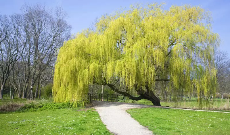 Willow Kung makit-an nimo ang usa ka willow, hibaloi nga adunay usa ka sapa nga nagdagayday sa duol. Kini nga mga kahoy nga nahigugma sa kaumog kanunay nga nakaluwas sa mga desperado nga mga magbiyaheo. Ang Willow bark adunay sulud nga salicin, ang labing duul nga paryente sa salicylic acid. Kini nga natural nga analogue sa aspirin maayo kaayo dili lang kontra sa sakit sa ulo, apan kontra usab sa lainlaing mga panghubag. Dili kinahanglan nga magluto sa panit - chew lang kini ug lamyon ang duga.