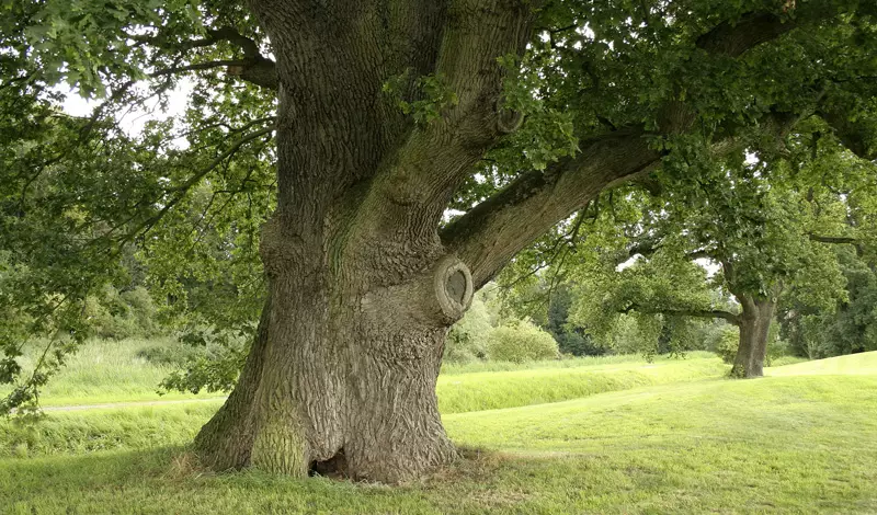 Oak Patryach sa a forè ka sèl-sove ou anba grangou ak move tan. Kontrèman ak kwayans popilè, glan pye bwadchenn yo byen bon pou manje - ou jis bezwen lesiv asid tanik nan men yo. Sa a ka fè pa bouyi senp. Glan trete yo bon pou farin frans, yo ka fè lasisiy ti bèt, ekirèy, pou egzanp. Ou ka fè yon arbr rach soti nan bwa pye bwadchenn ak rasanble ankadreman an nan yon joupa serye, ak asid tanik jwenn nan glan travay parfe kòm yon ajan Antiseptik ak antidyare.