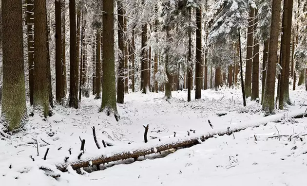 Tácticas de supervivencia no bosque invernal 9047_1