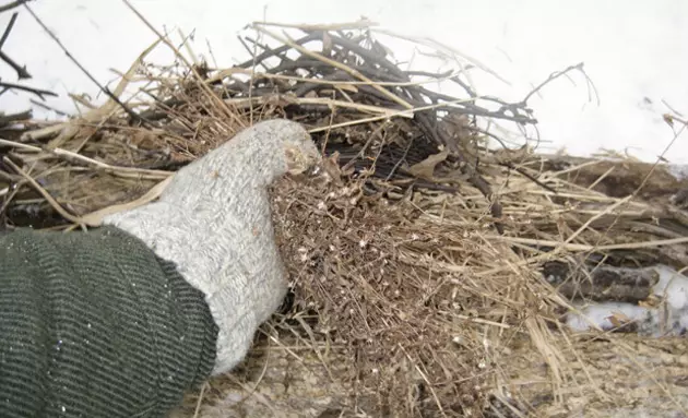 Sa chás nár éirigh go maith le d’iarrachtaí an bealach chun na sibhialtachta a fháil, is é an chéad rud atá le déanamh ná an tine a thógáil. Chun an tine a chosc ó thitim sa sneachta, ní mór duit an áit a ghlanadh go cúramach, go hidéalach síos go talamh. Nuair a bheidh an suíomh réidh, téigh sa tóir ar tinder agus connadh. Brainsí tirime, caonach, coirt crainn, deannach stumpa - rud ar bith a dhéanfadh tine go tapa, go teoiriciúil. Ná déan dearmad do phócaí a sheiceáil agus tosú ag luí, mar shampla, ag luí timpeall ar sheiceanna agus ar nótaí bainc.