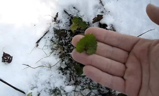 Vinterskogens meny är inte lika generös och varierad som på sommaren, men du kan fortfarande hitta åtminstone någon sorts mat. Om det inte är mycket snö, kommer en kardborre att synas underifrån. Dess rötter kan ätas även råa. Hästsorrfrön kan användas som spannmål. Rönnbär, nypon eller hagtorn dör inte av hunger. Efter att ha grävt upp snön bredvid eket kan du samla ekollon. Om det absolut inte finns något, byt till nålar från unga träd. Du kan bara tugga det, men det är bättre att koka det i kokande vatten och krossa det i gröt.