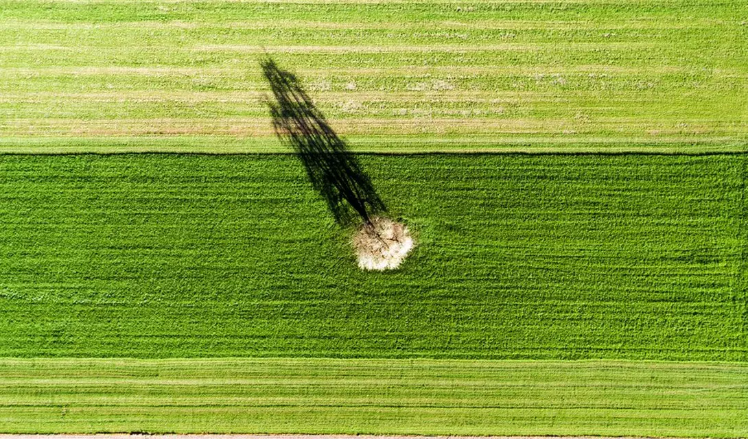 Eenzame boom Altvis, Zwitserland