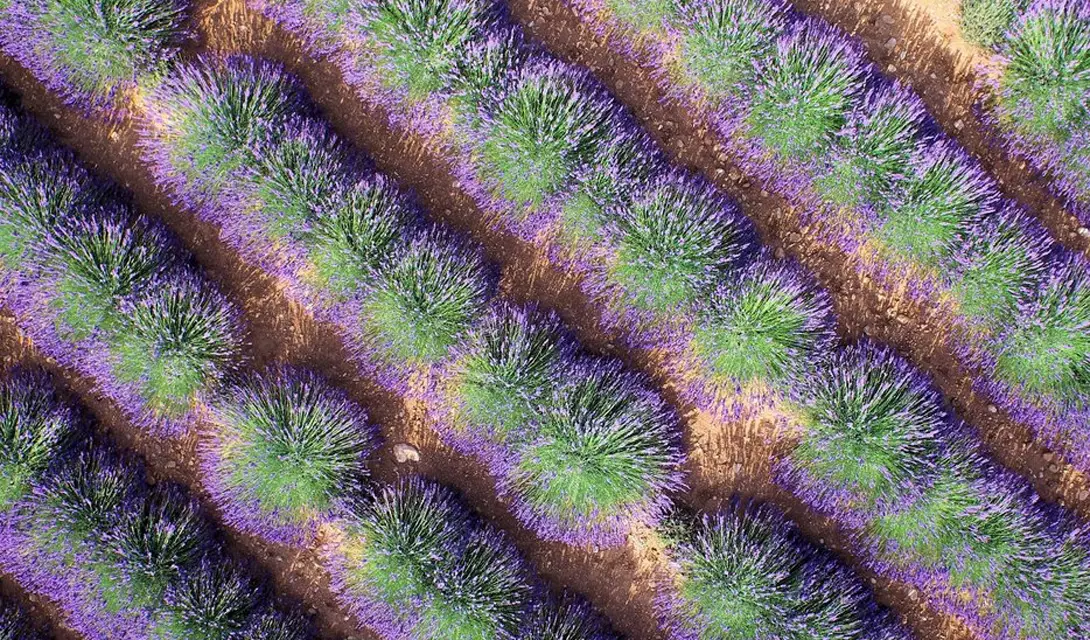 Ogige Lavender Valensole, France